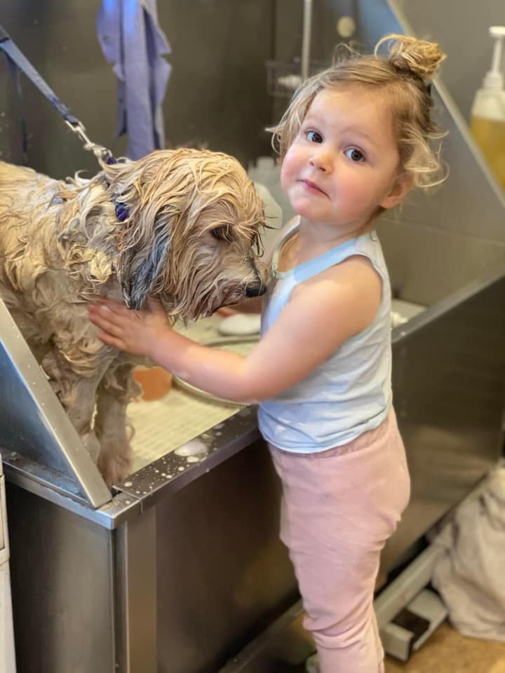 TTs and their Humans – Tibetan Terrier Breeder and Owners Club