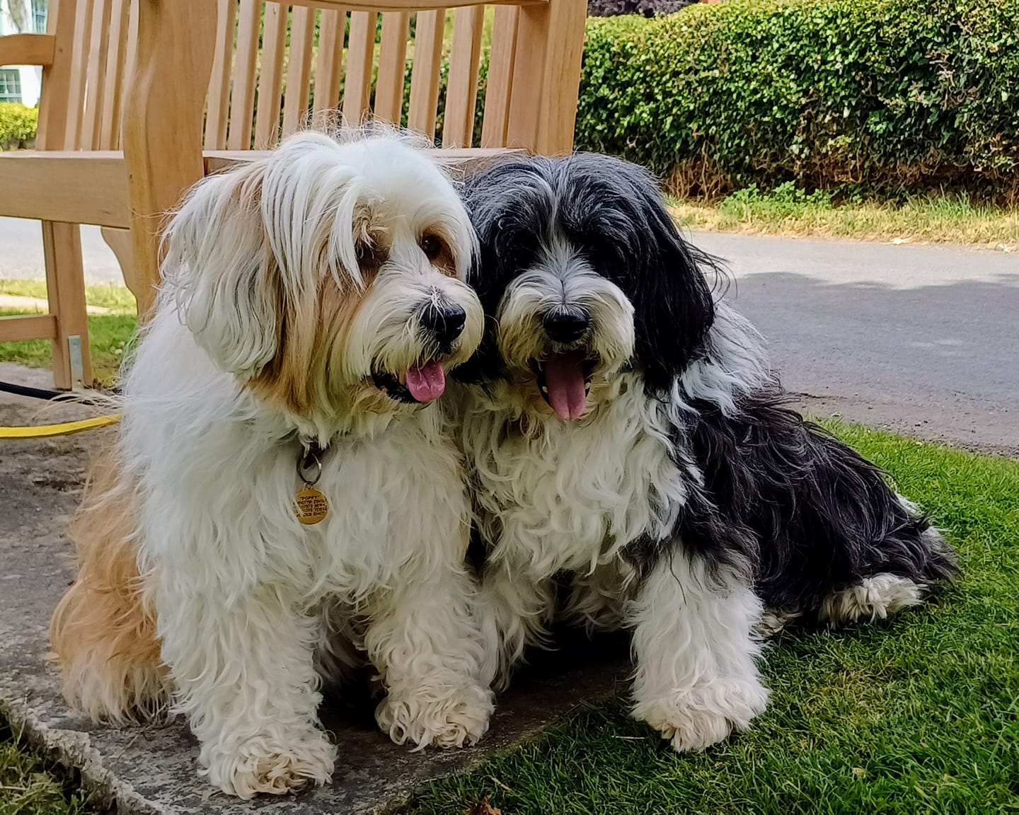 Tibetan Terrier Rescue – Tibetan Terrier Breeder and Owners Club