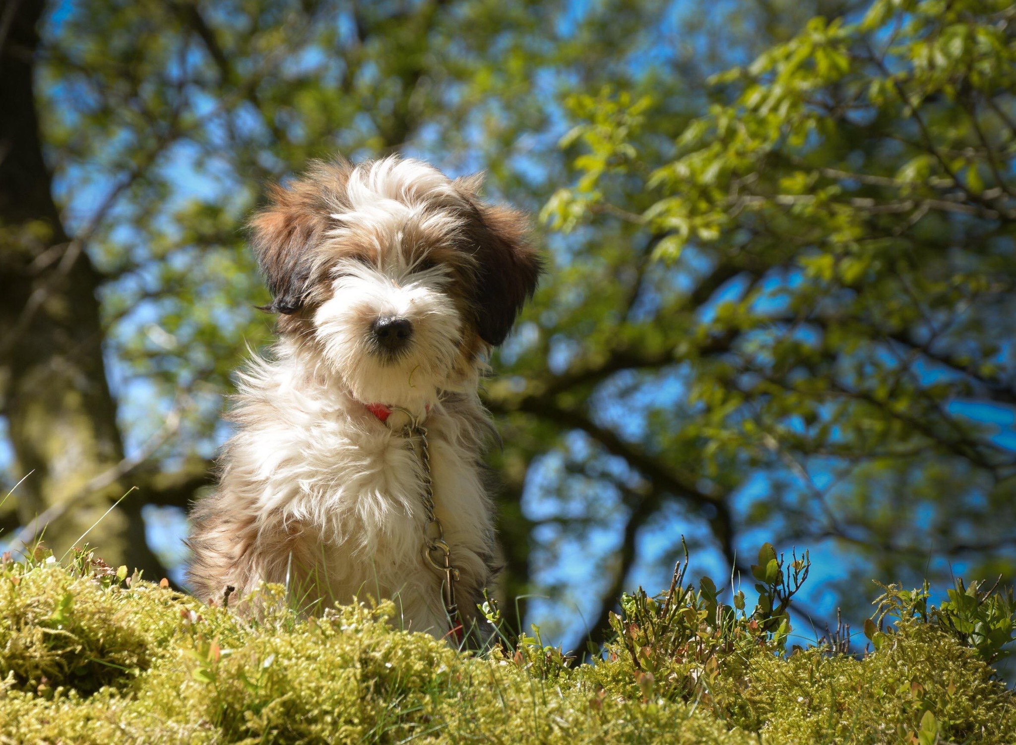 TTBOC Breeders List – Tibetan Terrier Breeder and Owners Club